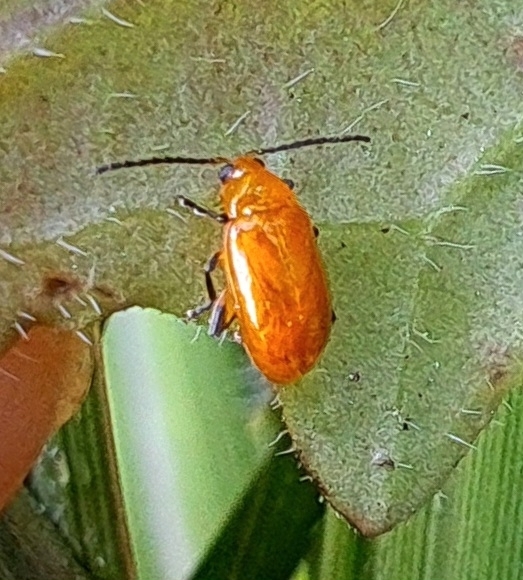 Orange Passiflora Flea Beetle from St. Landry County, US-LA, US on ...