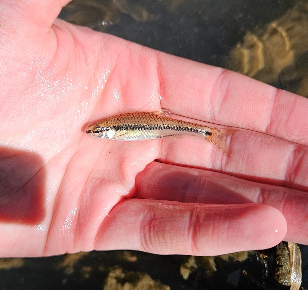 Bridle Shiner in March 2024 by Brian G.. Caught while dipnetting, my ...