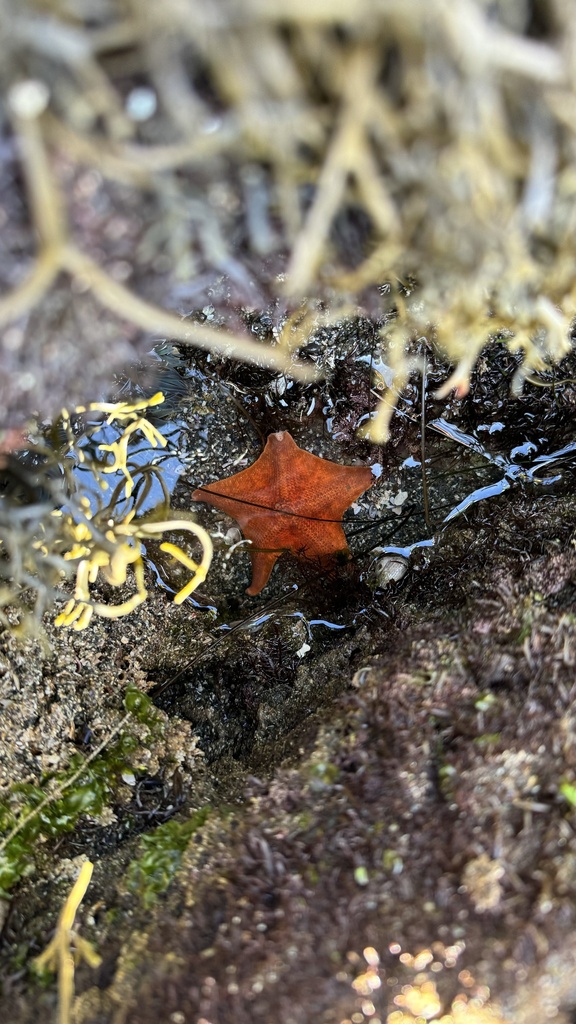 Bat Star from North Pacific Ocean, CA, US on March 23, 2024 at 02:52 PM ...