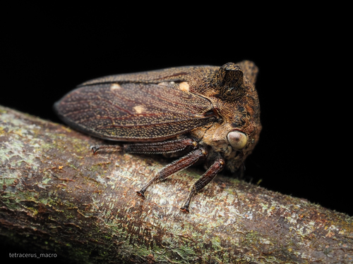 Ceraon orientalis · iNaturalist