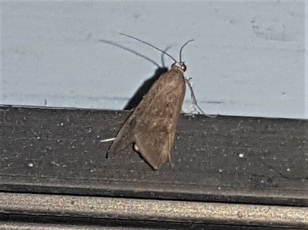 Cotton Web Spinner from 32 Panoramic Drive, Narangba, Brisbane QLD ...