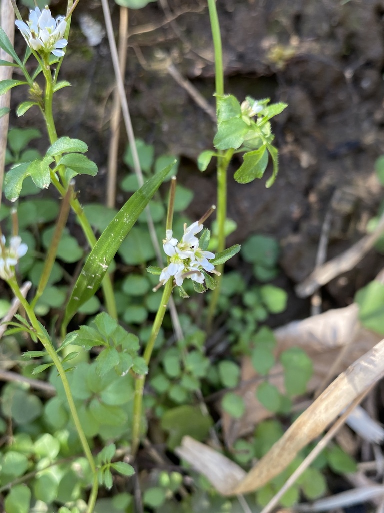 Bittercresses and Toothworts in March 2024 by Jim Oehmke · iNaturalist