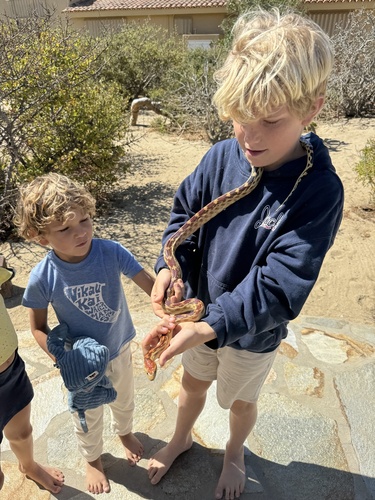 Cape Gopher Snake (Pituophis vertebralis) - Snakes and Lizards