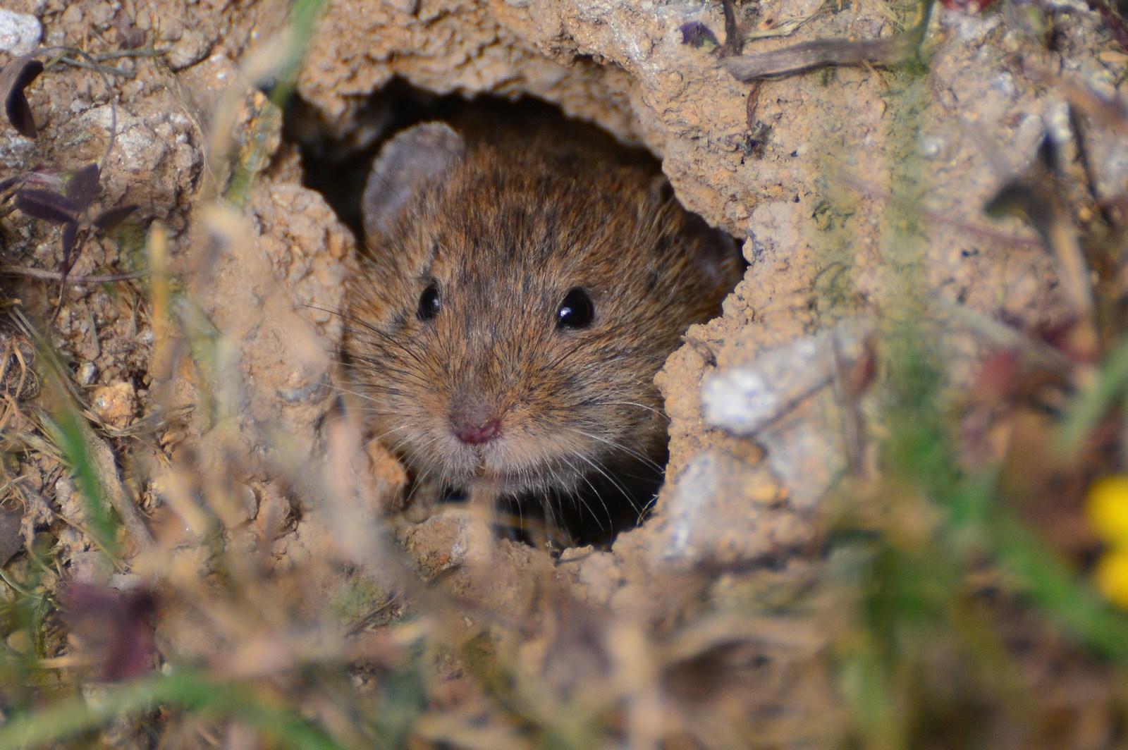 Common Vole Microtus Arvalis