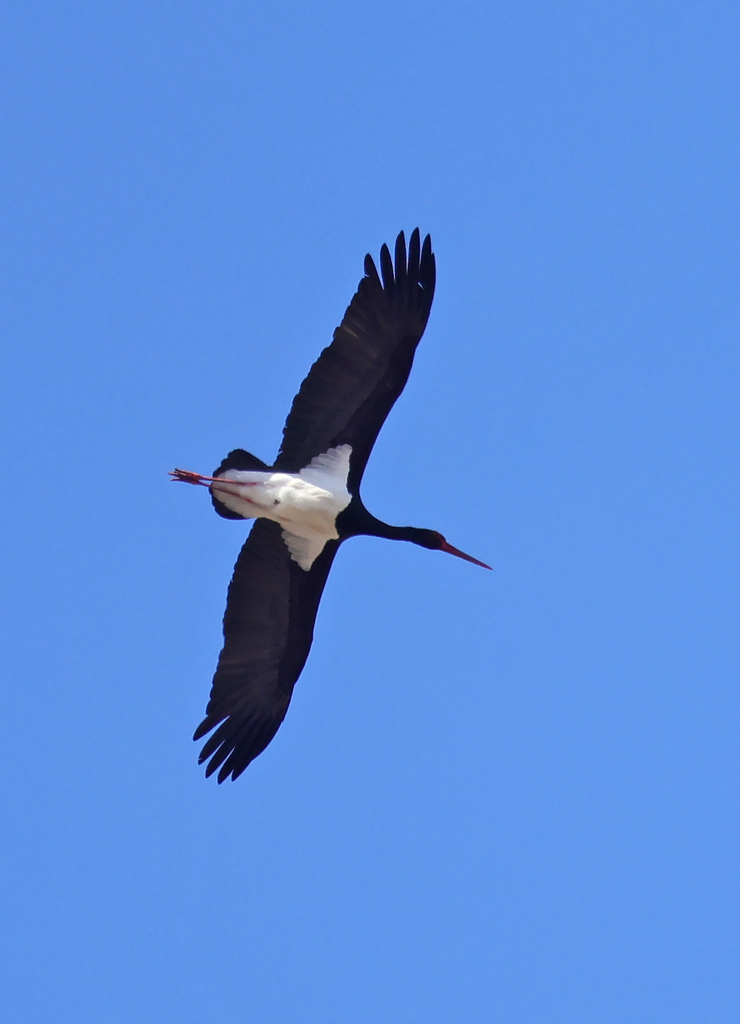 Black Stork from Boryspil's'kyi district, Kyiv Oblast, Ukraine on March ...