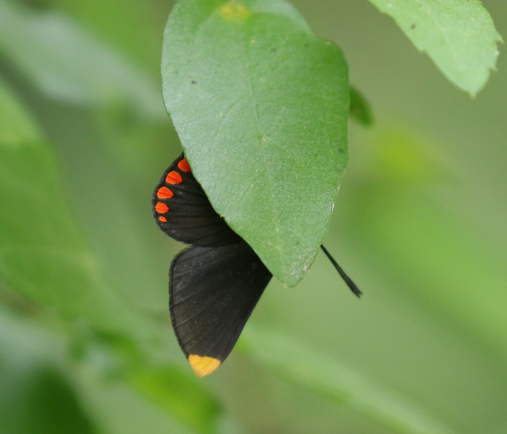 Red-bordered Pixie from Mission, TX, USA on March 30, 2024 at 10:14 AM ...
