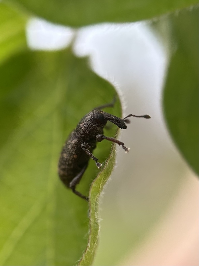 Pales Weevil from Haycock Longfellow Park, Falls Church, VA, US on ...