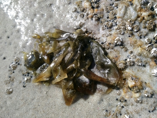 Cape Laver (Strait of Juan de Fuca Intertidal Kelps) · iNaturalist