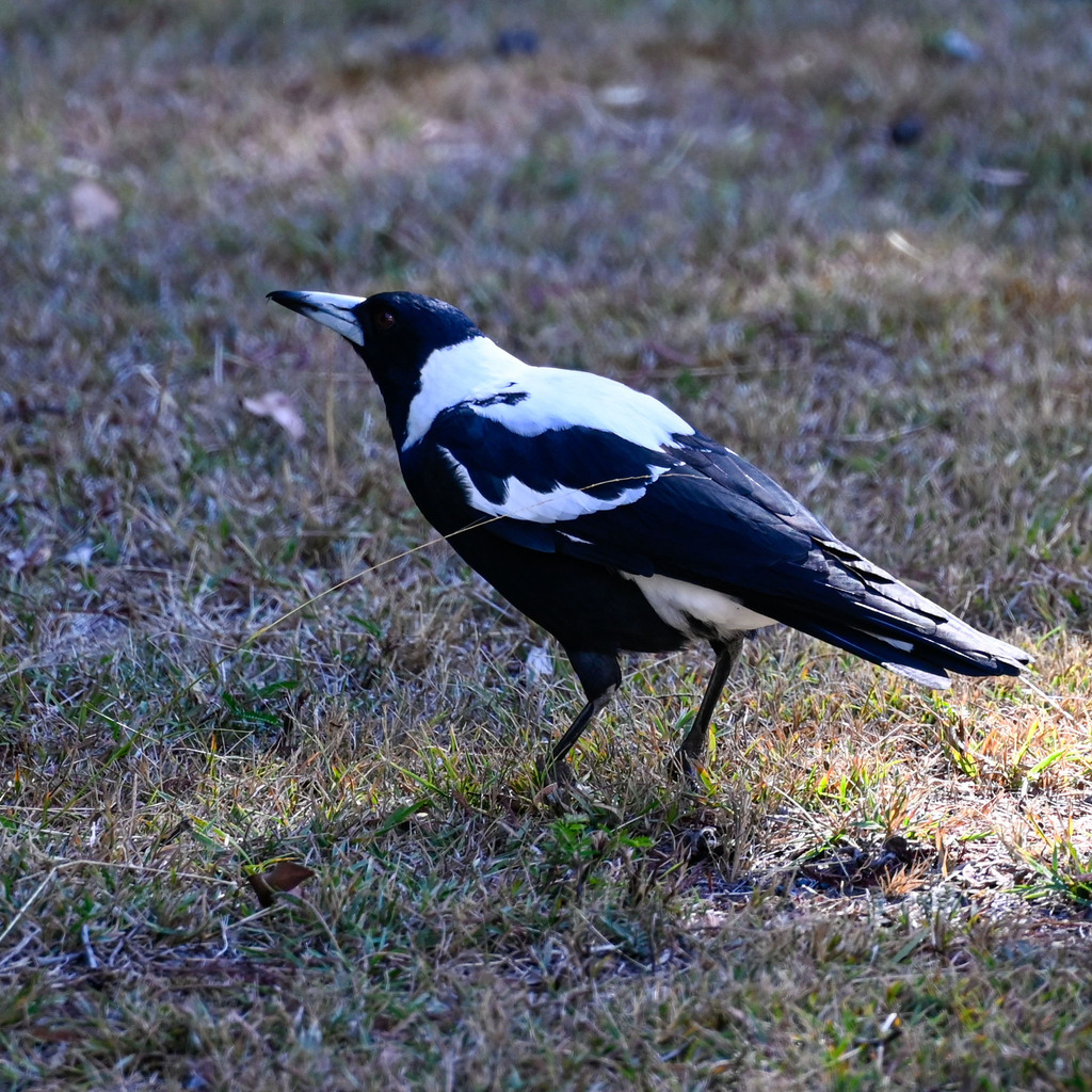 Southeastern White-backed Magpie from Lyonville VIC 3461, Australia on ...