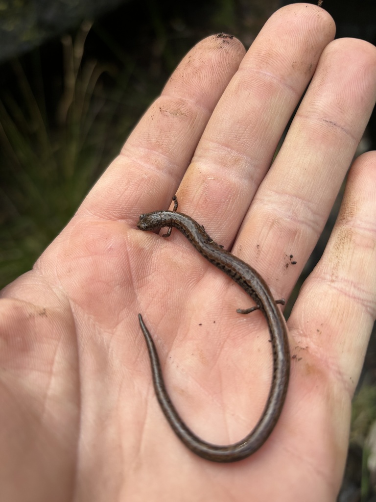 California Slender Salamander from Arcata, CA, US on March 30, 2024 at ...
