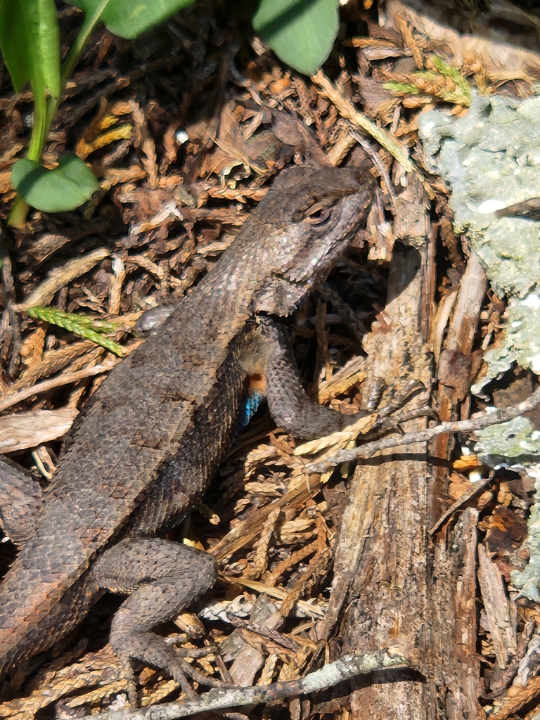 Prairie Lizard from Central Township, MO, USA on March 30, 2024 at 02: ...