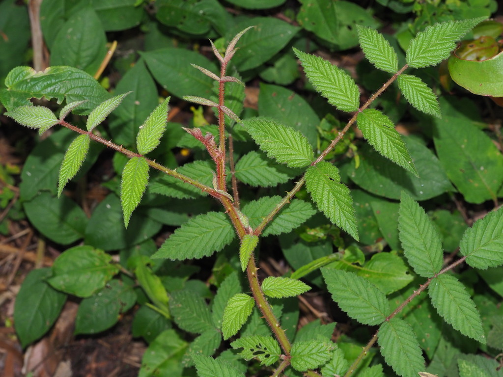 Rubus croceacanthus croceacanthus from 367台灣苗栗縣三義鄉 on April 20, 2019 at ...