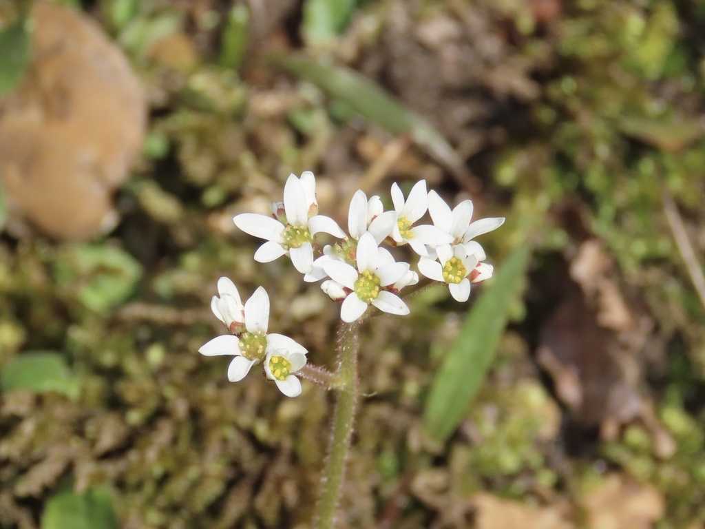 Virginia saxifrage in March 2024 by Josh Emm · iNaturalist