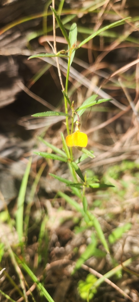spade flower from Perseverance QLD 4352, Australia on March 31, 2024 at ...