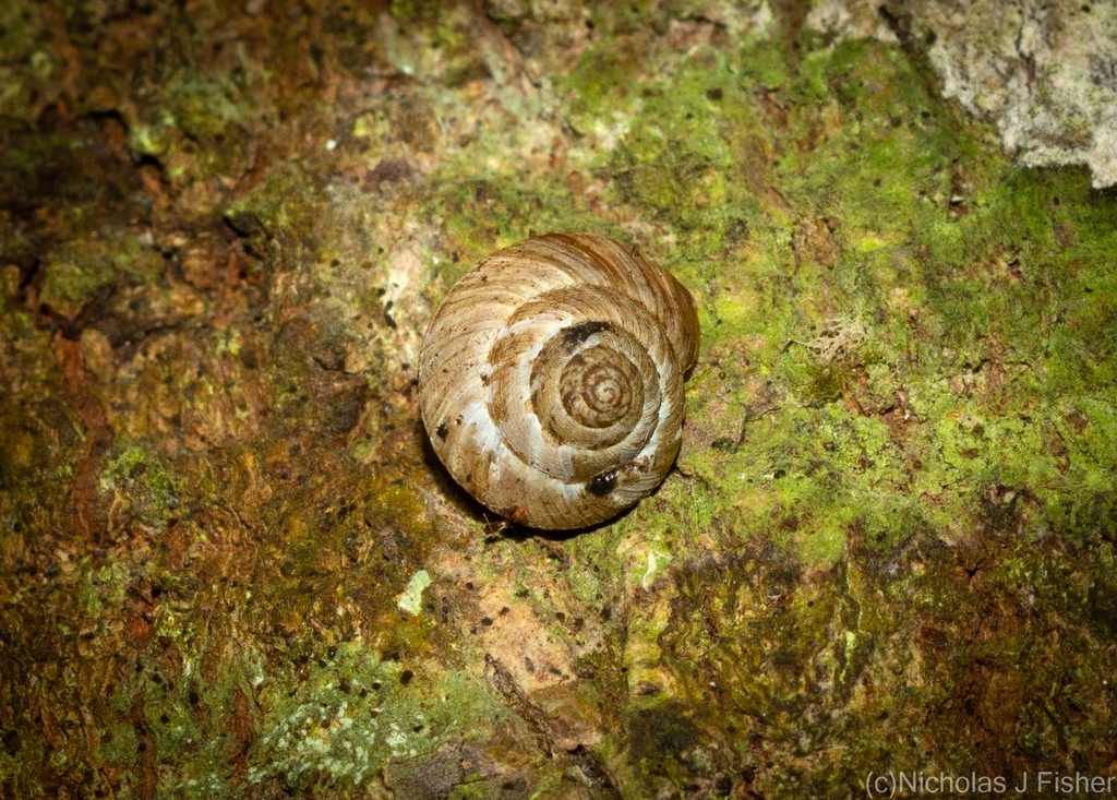 Southern Conical Pinwheel Snail from Tamborine Mountain QLD 4272 ...