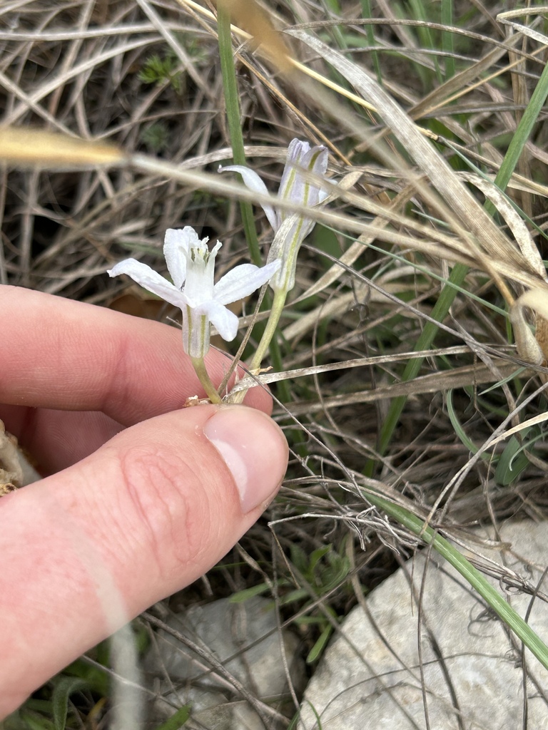 Funnel-Flower from Chickasaw National Recreation Area, Sulphur, OK, US ...