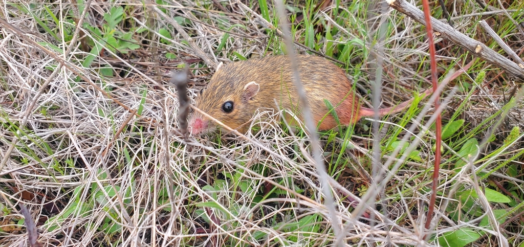 Hispid Pocket Mouse from Baird, TX 79504, USA on March 24, 2024 at 12: ...