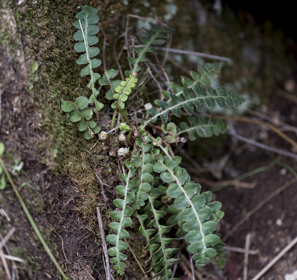 Rustyback from España, Toledo, 45004 Toledo, arroyo de la Degollada on ...