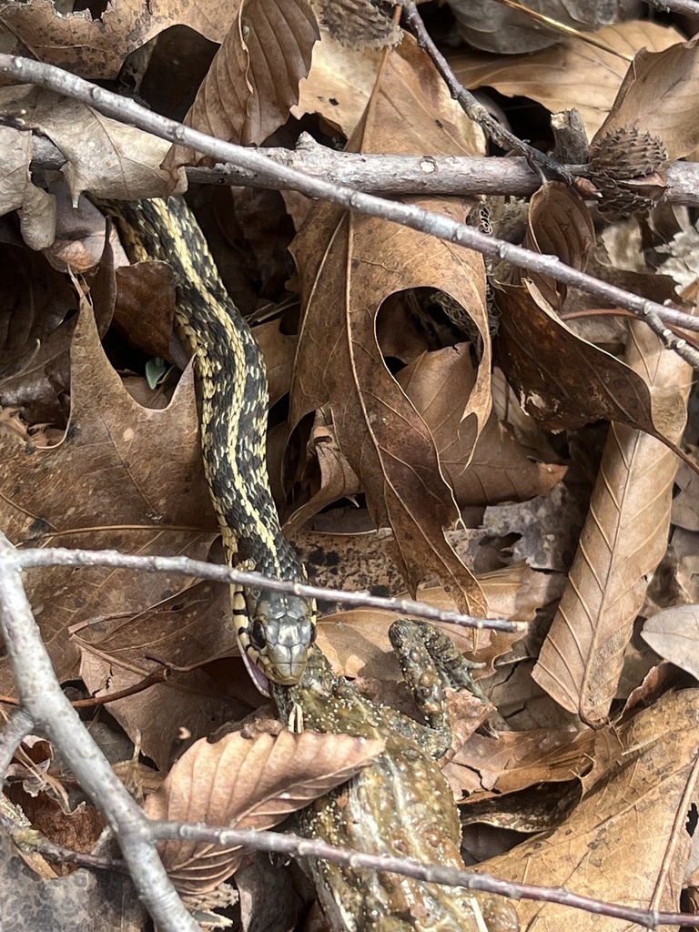 Common Garter Snake from Lafayette St, Williamsburg, VA, US on March 30 ...
