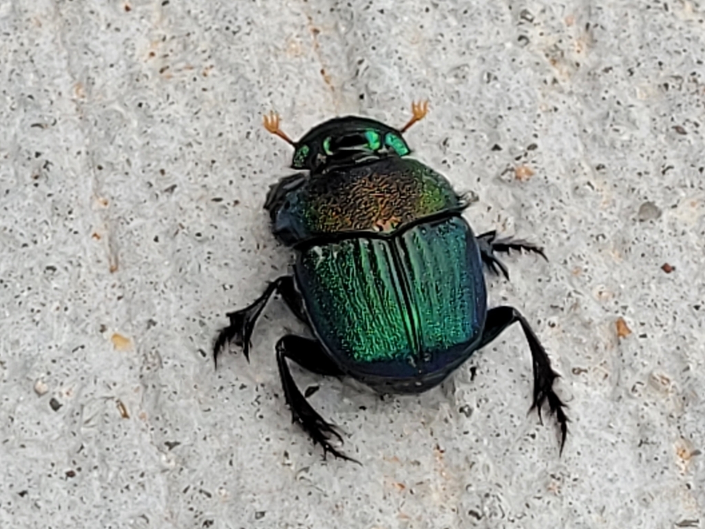 Rainbow Scarab from Sealy, TX 77474, USA on March 16, 2024 at 11:53 AM ...