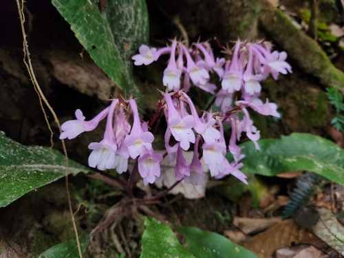 Codonoboea robinsonii · iNaturalist Mexico