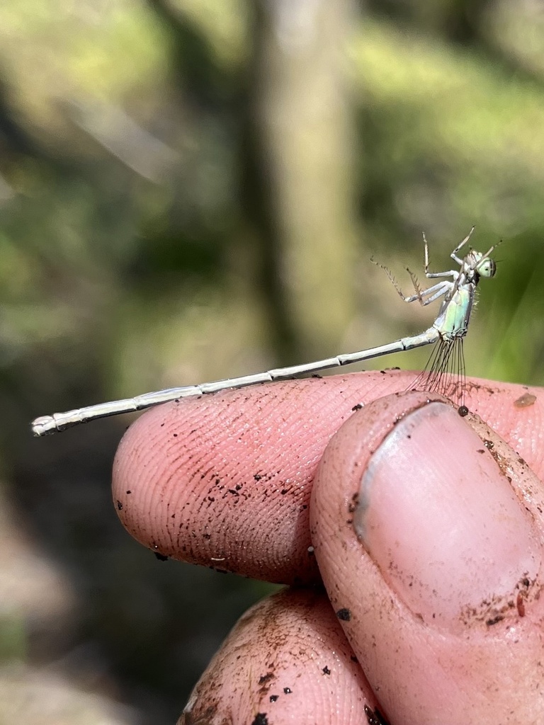 Furtive Forktail in March 2024 by Max Ramey · iNaturalist