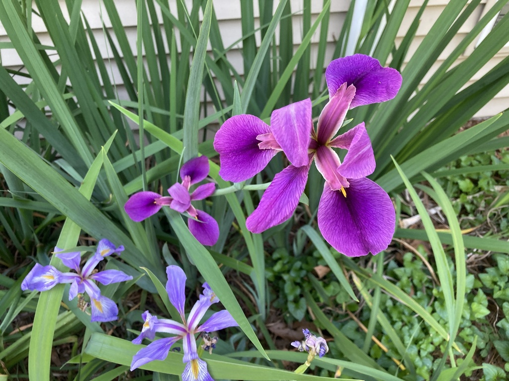 Louisiana Irises from Delta Dr, Mandeville, LA, US on March 30, 2024 at ...
