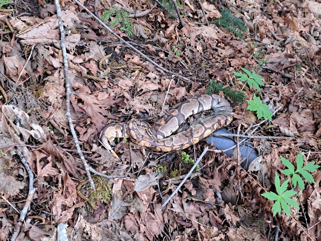 Ball Python in March 2024 by Deniz Wilson. Found dead in woods, most ...
