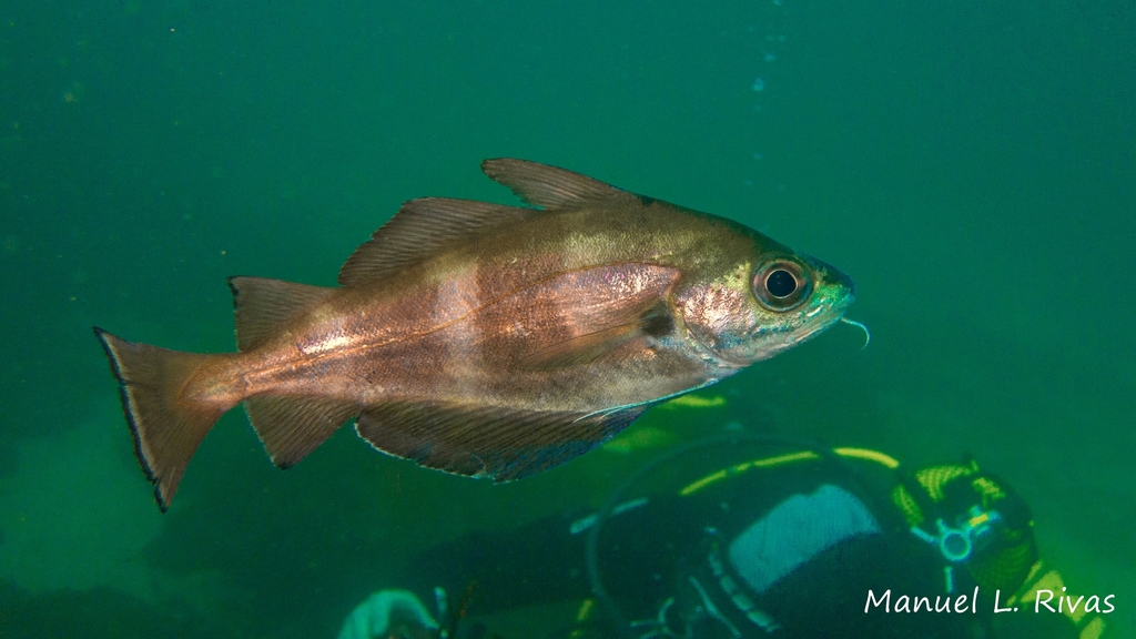 Pouting (Trisopterus luscus) - Marine Life Identification