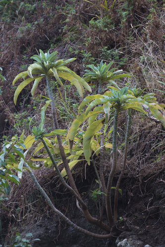 Dandelion Tree (Dendroseris pruinata) · iNaturalist