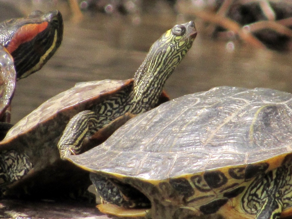 Ouachita Map Turtle in March 2024 by Bethany Warner · iNaturalist