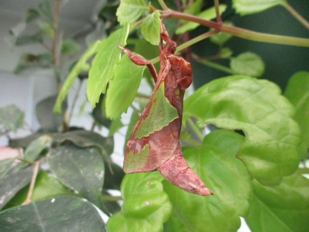 Tindale's Splendid Ghost Moth from Kingscote SA 5223, Australia on ...