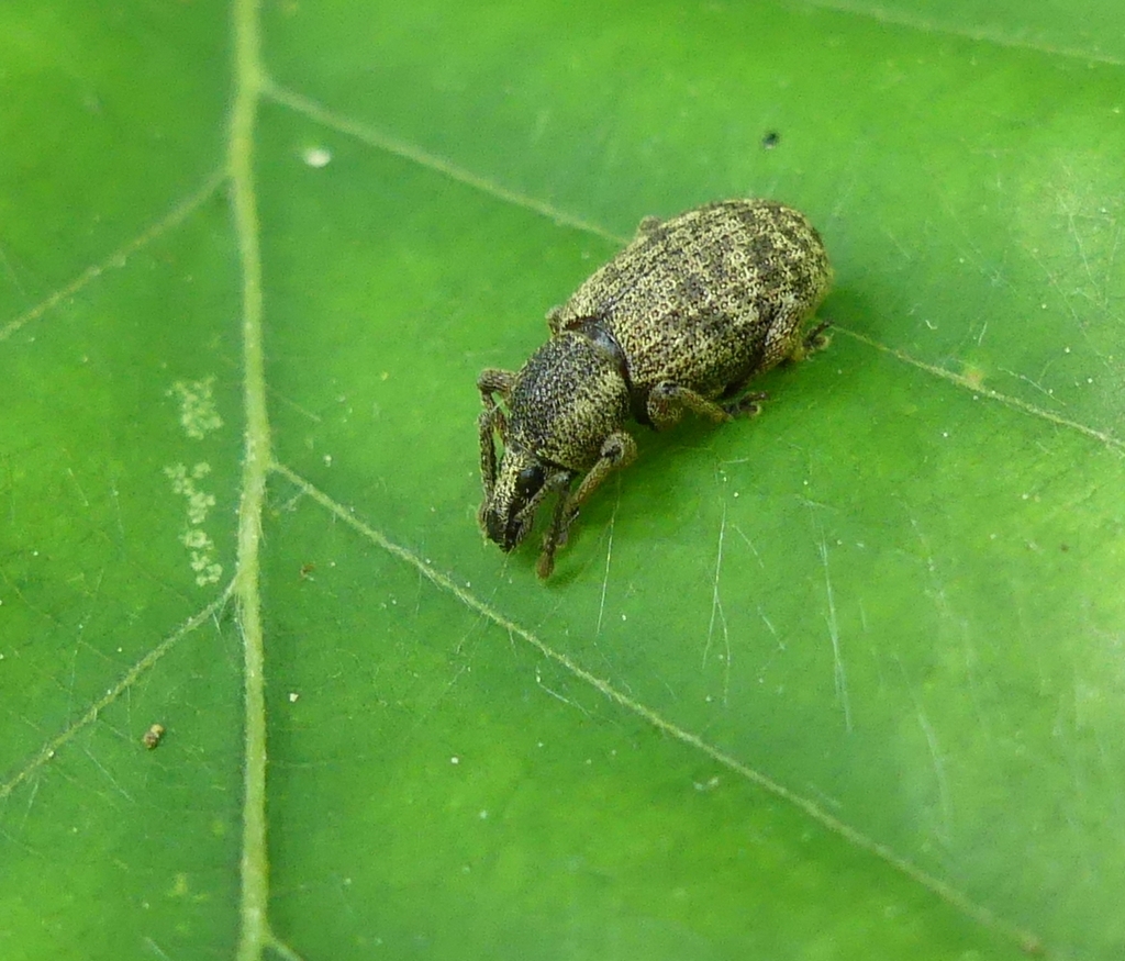 Clay-coloured Weevil from Quartier 5-1, Québec, QC, Canada on June 23 ...