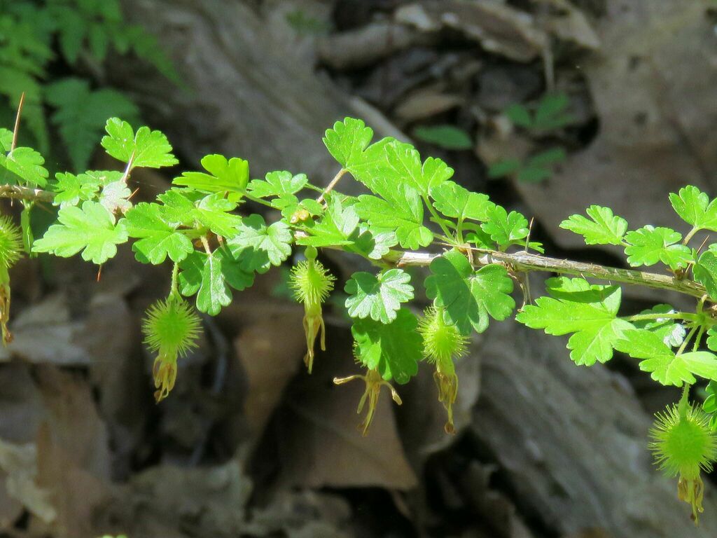 Miccosukee Gooseberry in March 2024 by j_appleget · iNaturalist