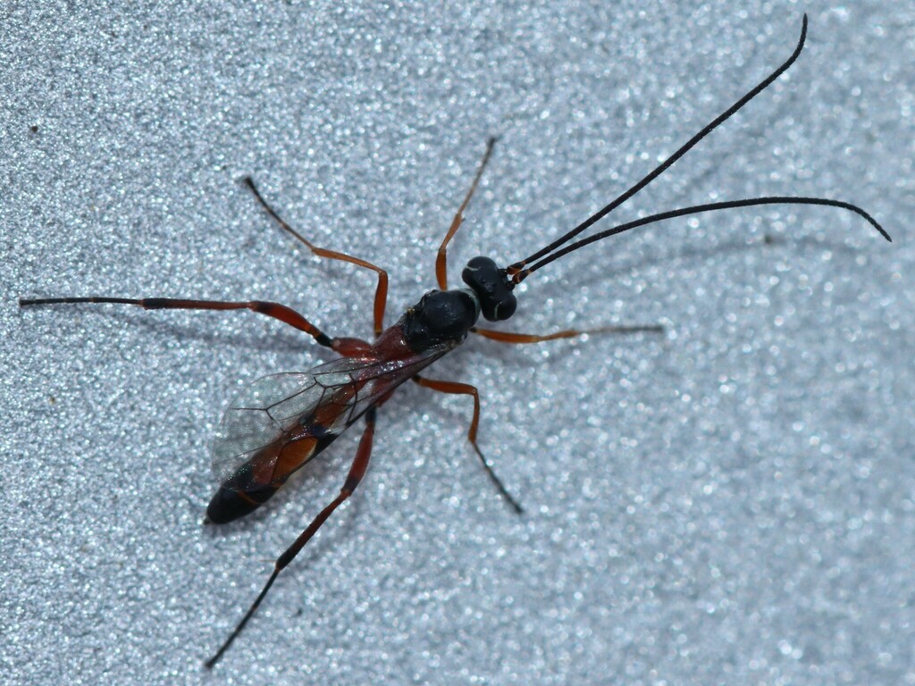 Ichneumonid Wasps from Cape Bridgewater VIC 3305, Australia on February ...