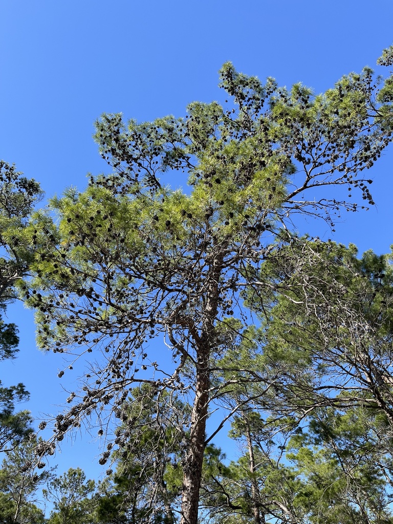 sand pine in March 2024 by Max Ramey · iNaturalist