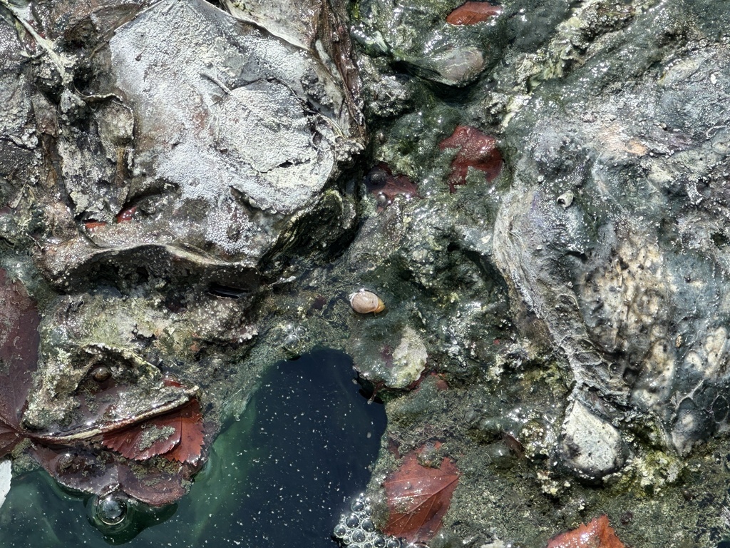 Banff Springs Snail from Banff National Park, Banff, Division No. 15 ...