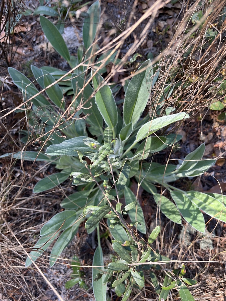 Lady Lupine in March 2024 by Max Ramey · iNaturalist