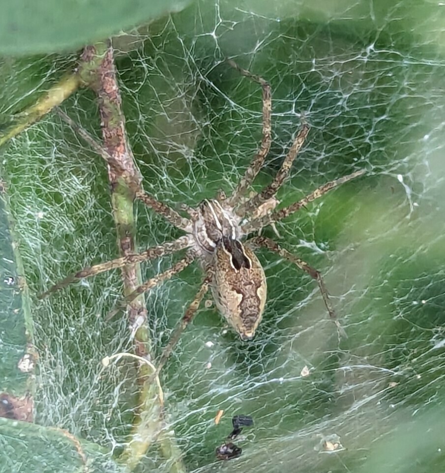 Tree-wolf Fishing Spider from Brisbane QLD, Australia on March 30, 2024 ...