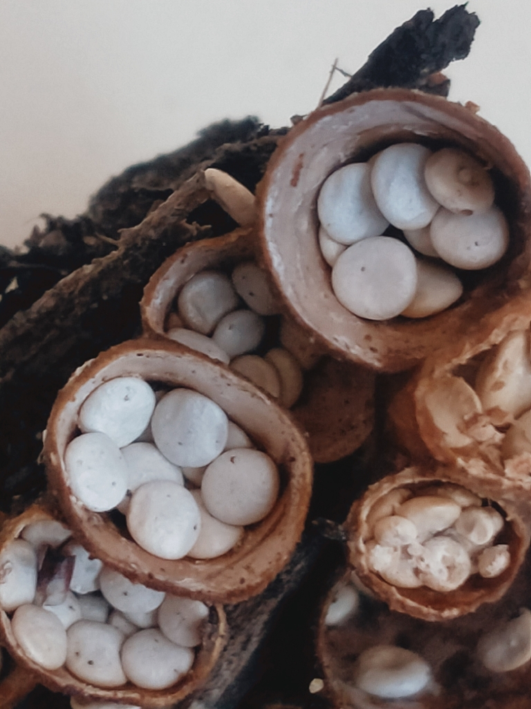 Crucibulum from Kaitoke, Upper Hutt, New Zealand on March 31, 2024 at ...