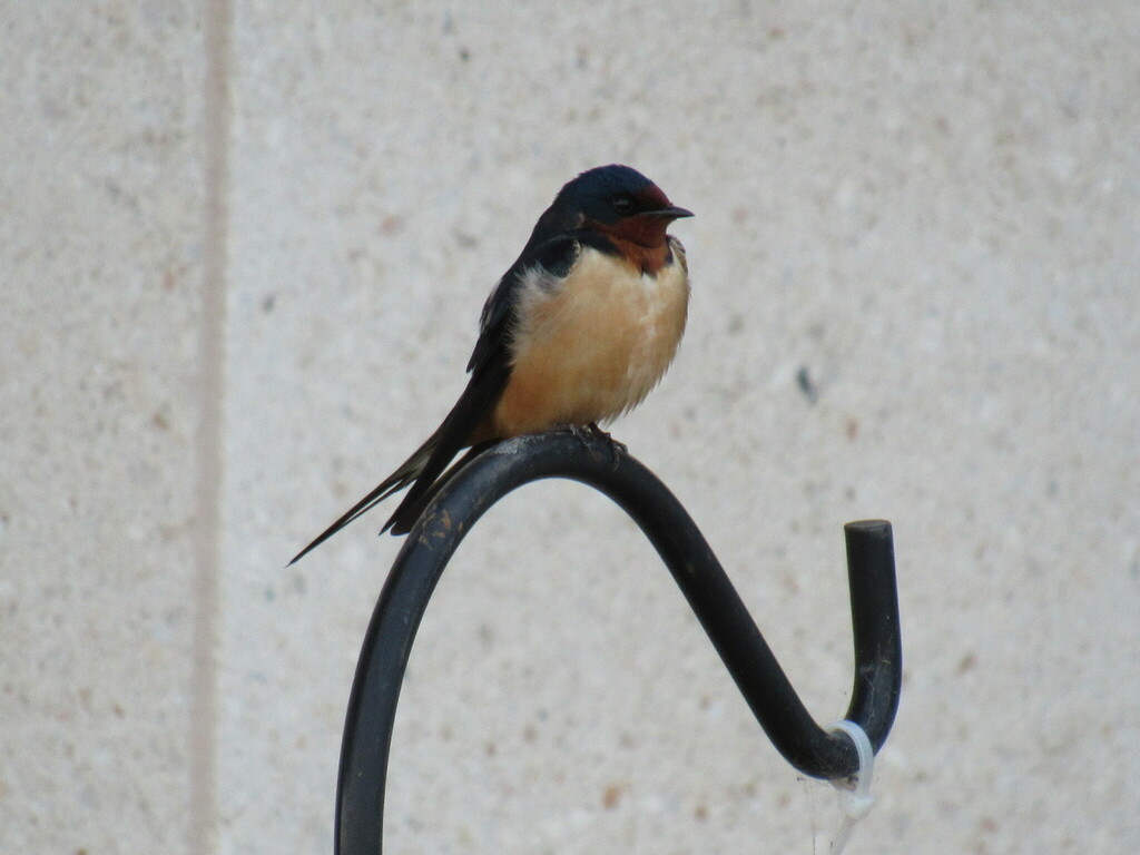 Barn Swallow from Tillman County, OK, USA on March 30, 2024 at 07:34 AM ...
