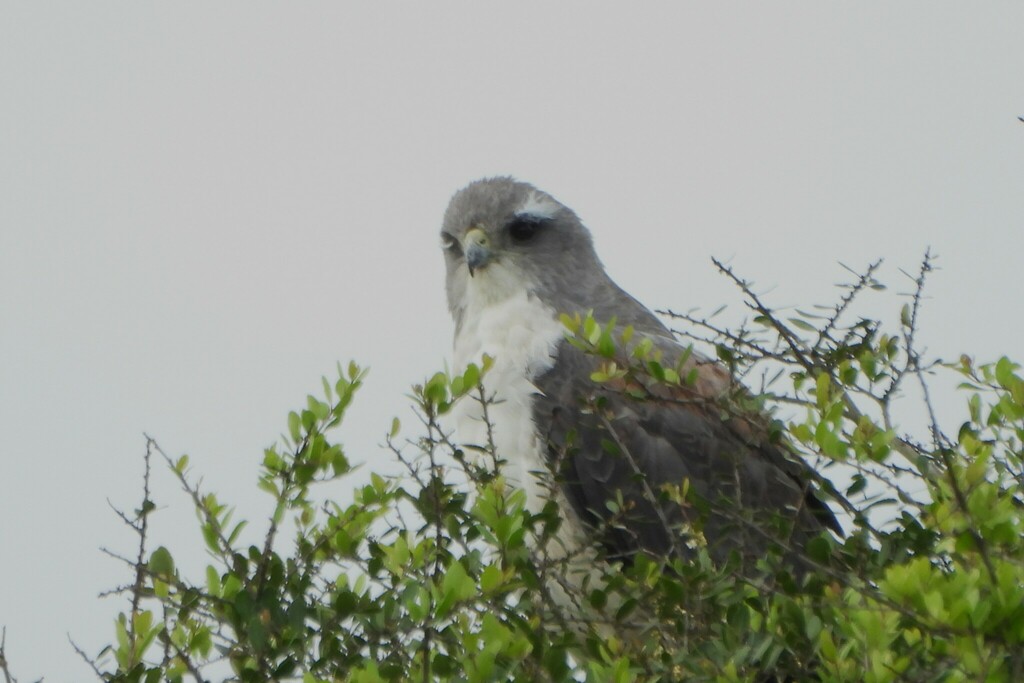 White-tailed Hawk from Brazoria County, TX, USA on April 9, 2023 at 09: ...