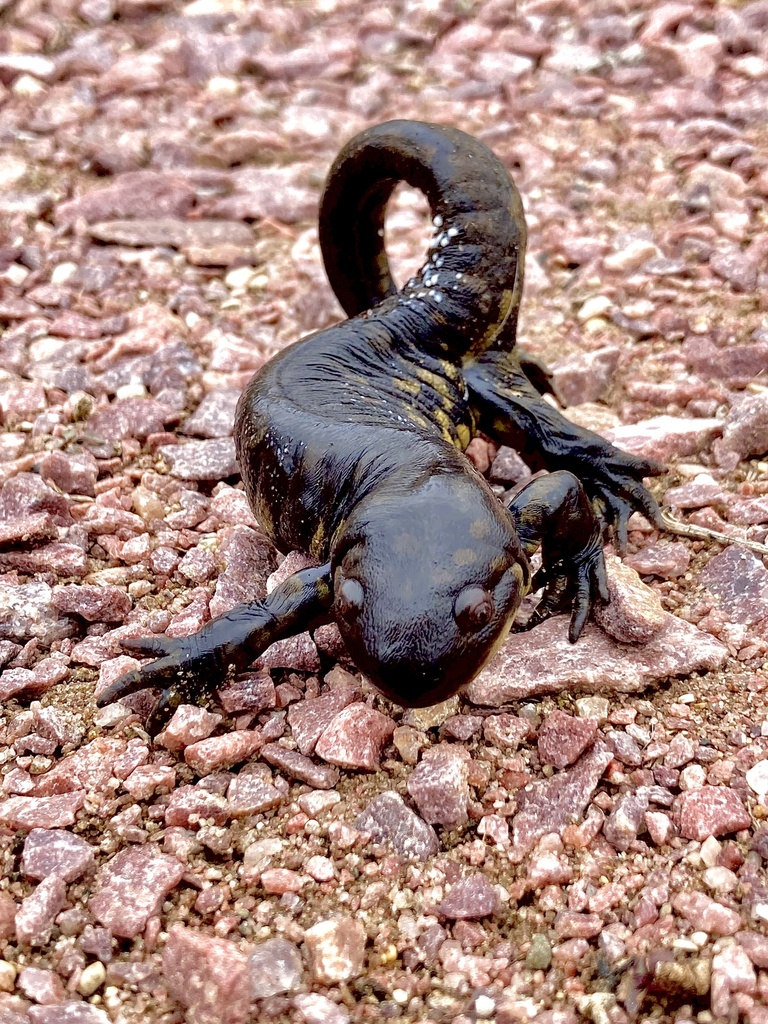 Eastern Tiger Salamander from Blue Mounds State Park, Luverne, MN, US ...