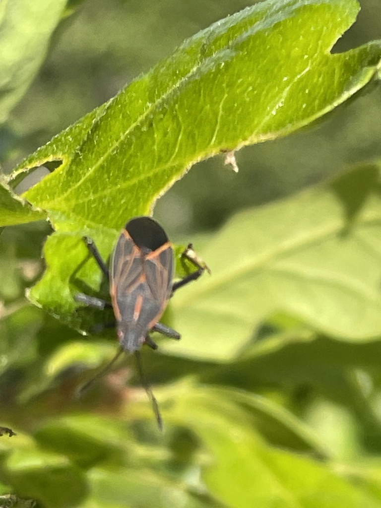 Western Boxelder Bug from Skyline Wilderness Park, Napa, CA, US on ...