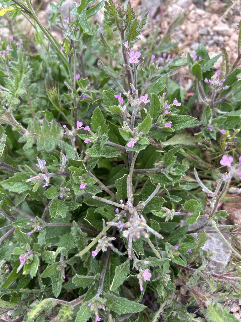 African mustard from Red Rock Canyon National Conservation Area, Las ...