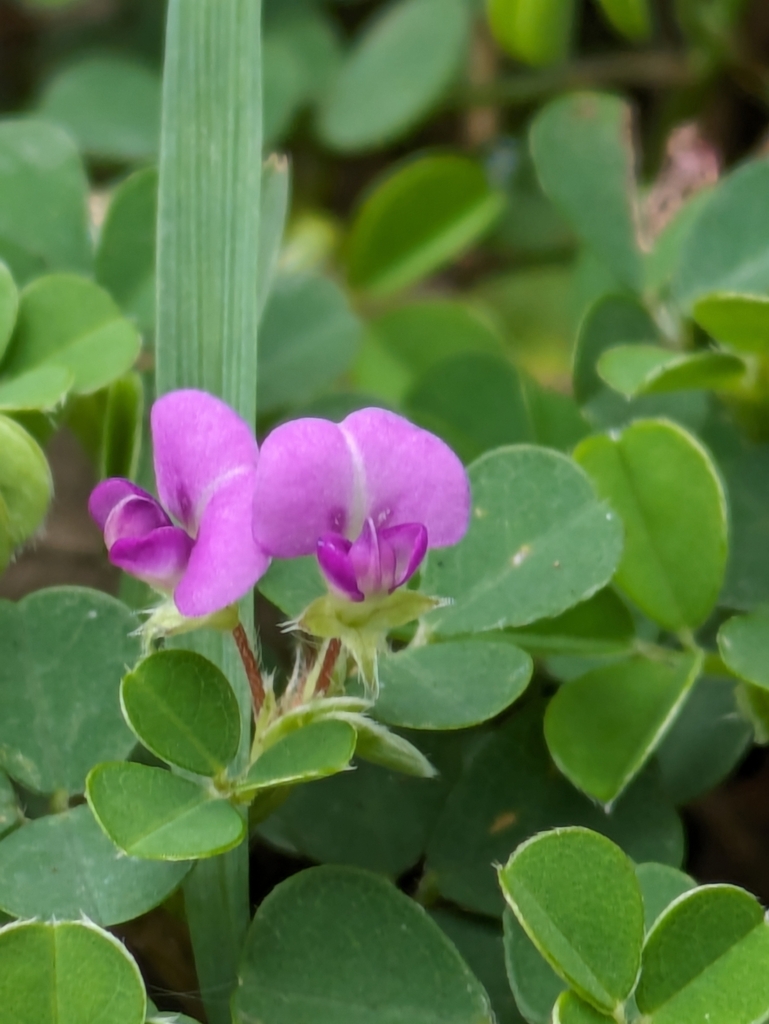 creeping tick trefoil from Riverbend QLD 4280, Australia on March 31 ...