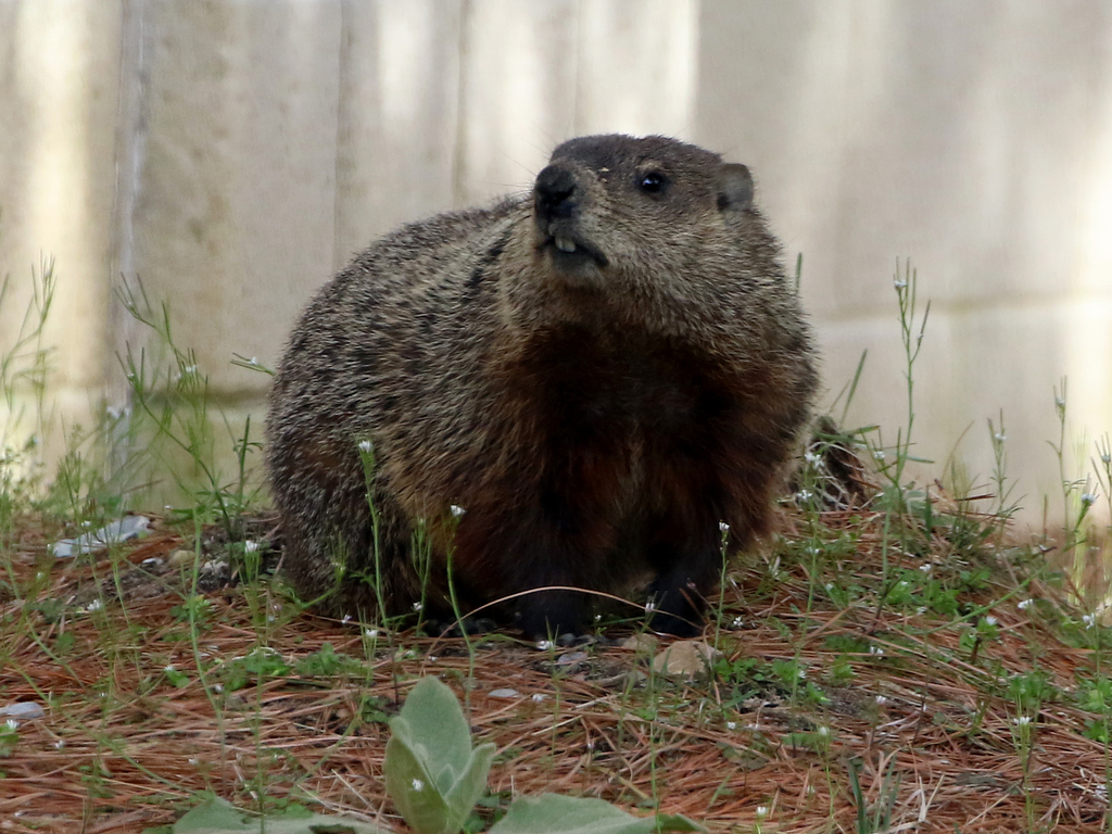 Groundhog from Calverton, NY, USA on March 29, 2024 at 02:22 PM by ...