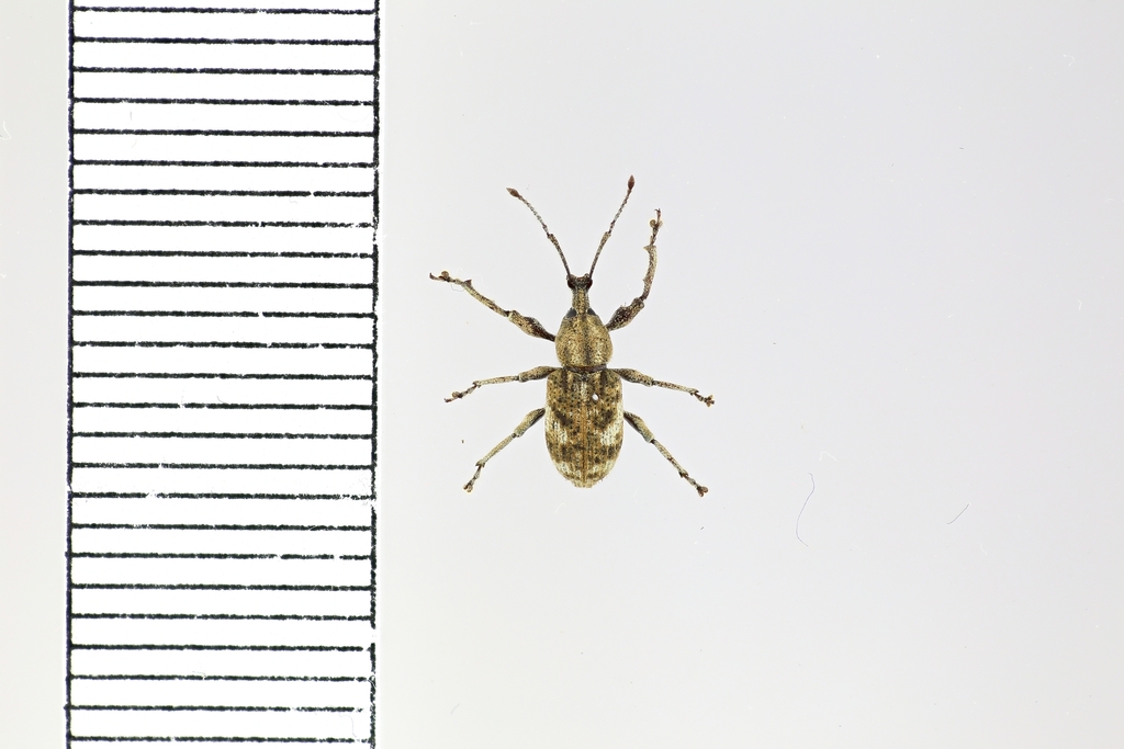 Phytoscaphus triangularis from 中国广西壮族自治区南宁市 on October 16, 2023 at 08: ...