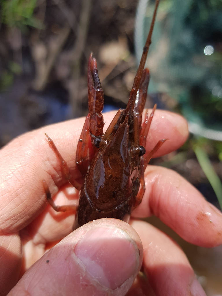 Red Swamp Crayfish from Levittown, PA, USA on March 30, 2024 at 11:41 ...