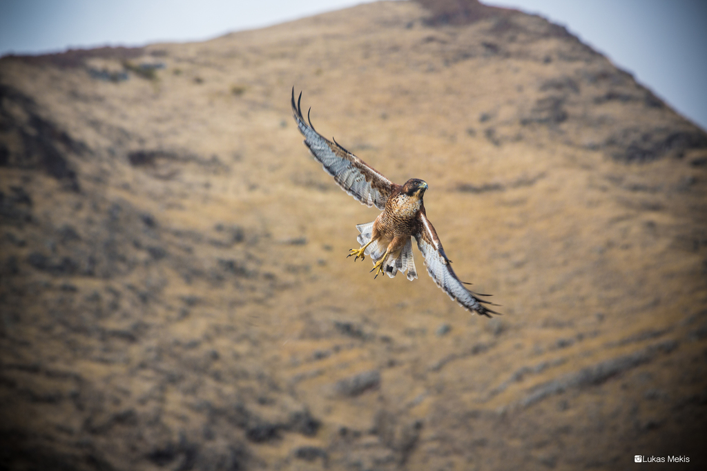 Variable Hawk (Juan Fernandez) in April 2015 by lukasmekis · iNaturalist